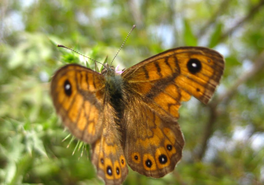 Slike insekata- buba - Page 2