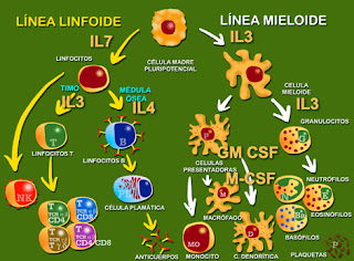 Análisis Hematológicos 2010 Hematopoyesis