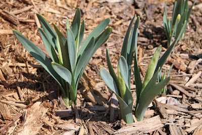 Bulb Plant Identification