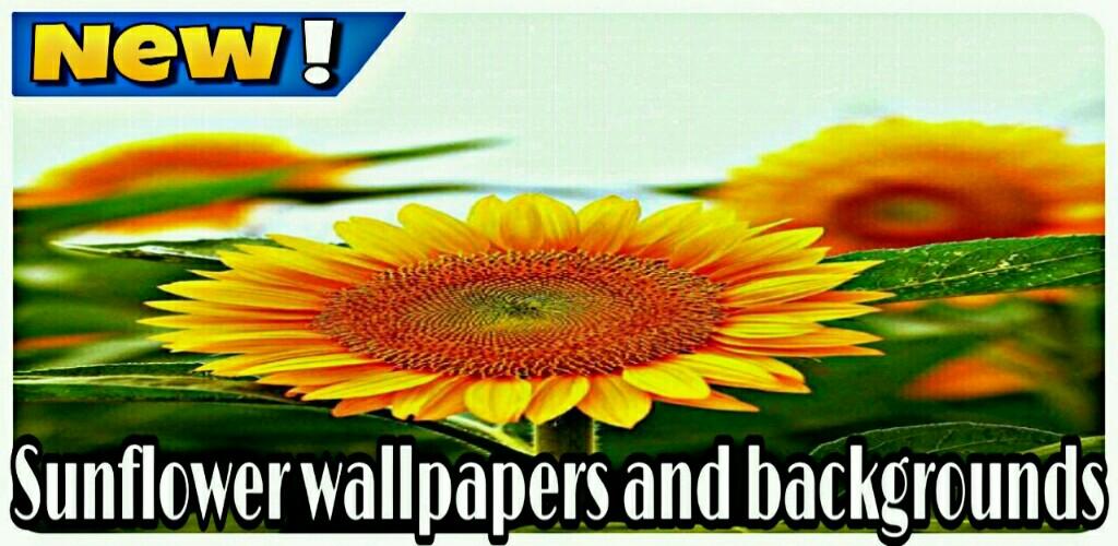sunflower wallpapers and backgrounds - أحدث إصدار 1.0 لتخصيص تطبيق Android