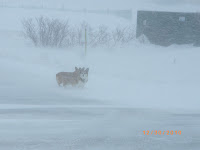 Corgi Tales Ending The Year With A Blast