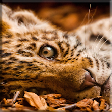 Leopard Lock Screen for PC / Mac / Windows 7.8.10 - Free Download ...