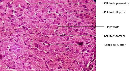 Láminas Histológicas De Hígado Microscopio óptico Medicina9