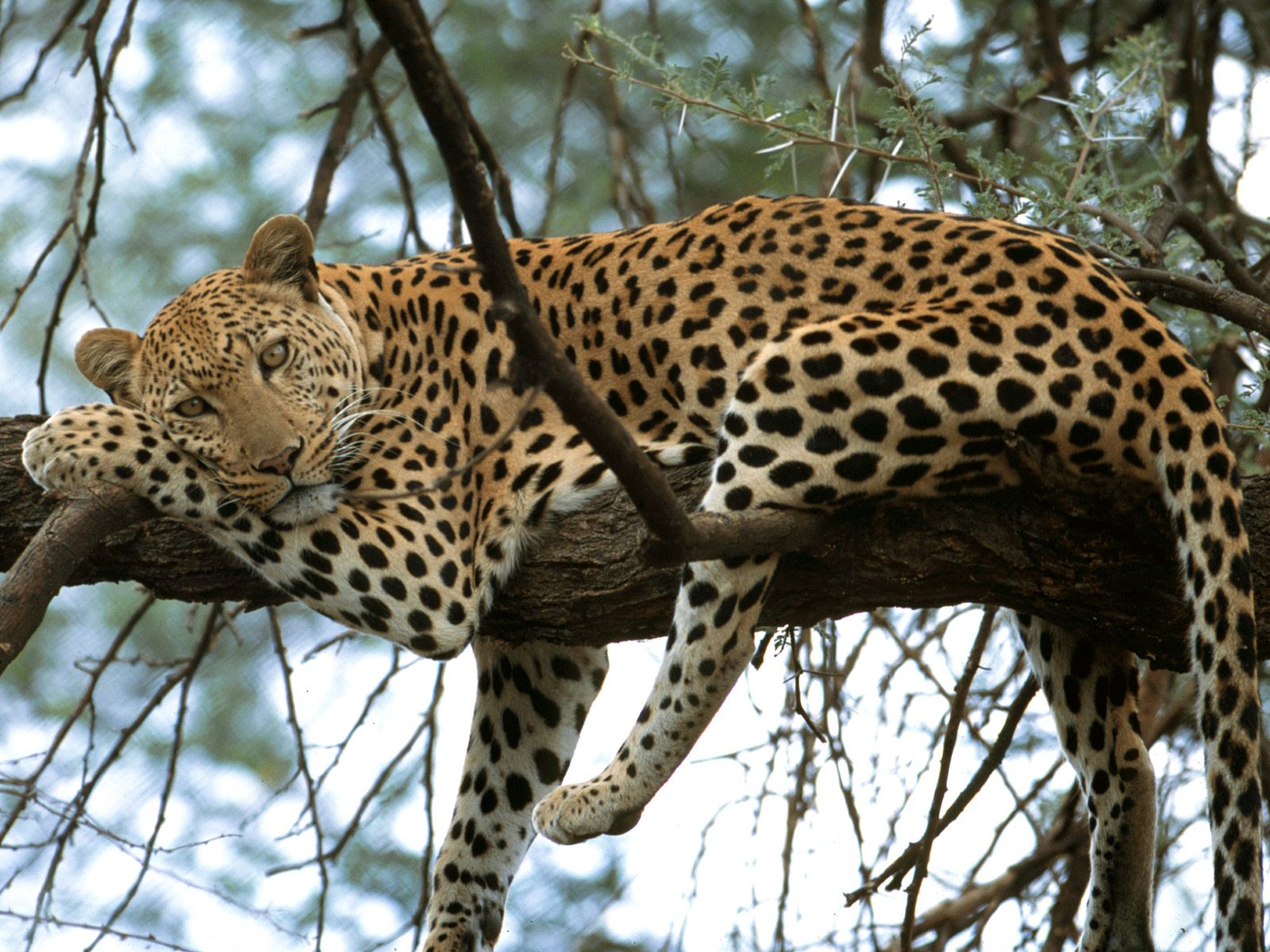 The African Grassland Grassland Animals
