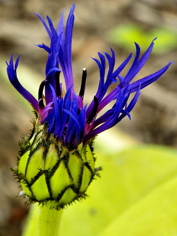 Pawgang's roses and weather-rollercoaster: my blue coneflower