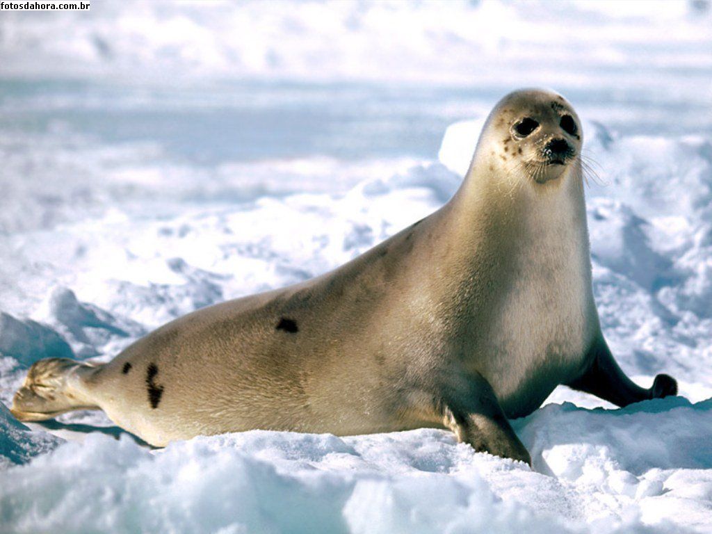 Geração Polar Portugal Foca