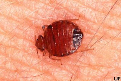 Bed Bug Registry Uf Ifas Extension Pinellas County