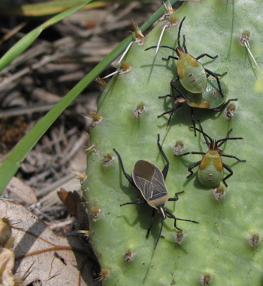 Cactus Coreid bug | Project Noah