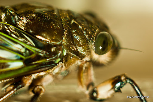 MACRO: Cicada