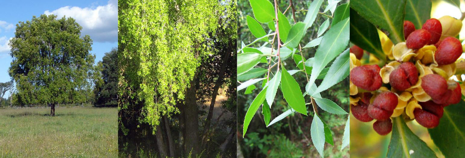 Apuntes Botánicos árboles Chilenos