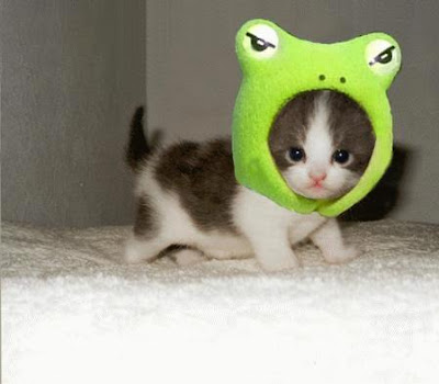 Bibbit The Cutest Kitten Frog I Have Ever Seen Cuddleshots