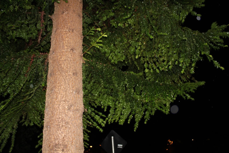 Araucaria hunsteinii- Klinki-Pine