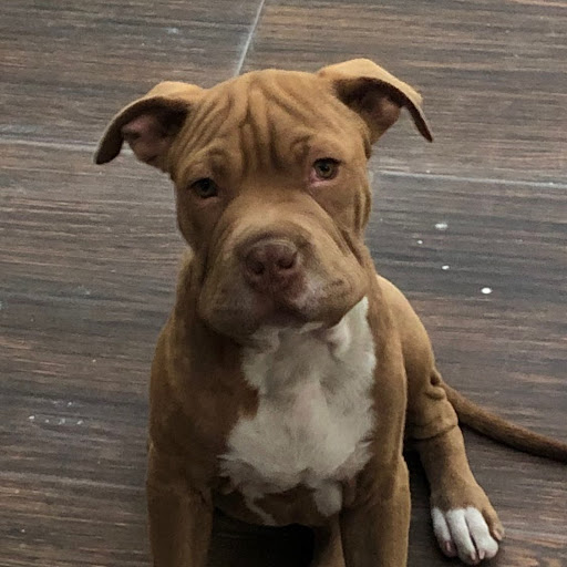 Popesko Peter - Atlas De Anatomia Topografica De Los Animales ...