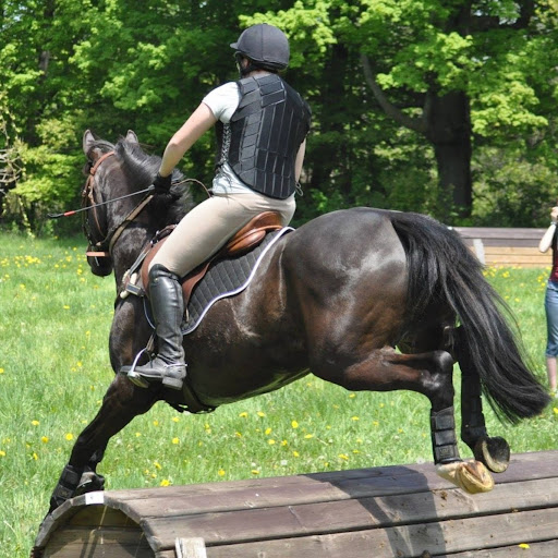 Female Canine Reproductive System Diagram | Quizlet