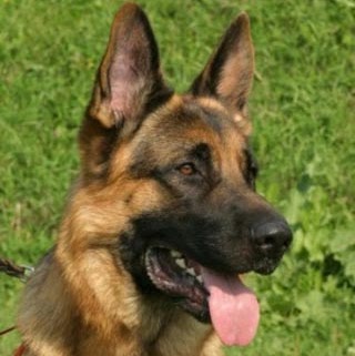 Andrey Isaev Interior Designer-Homestyler