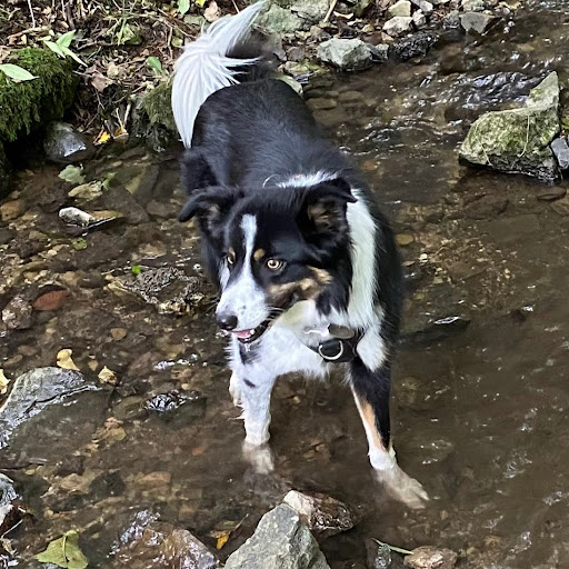 Springfield Country Hotel, Leisure Club & Spa, Wareham (updated prices ...