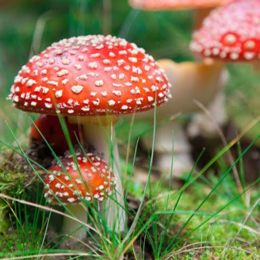 daniela fontana | ArchDaily