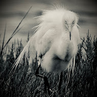 Gabriel Ching | The Independent Photographer