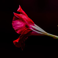 Alina Simionas | The Independent Photographer