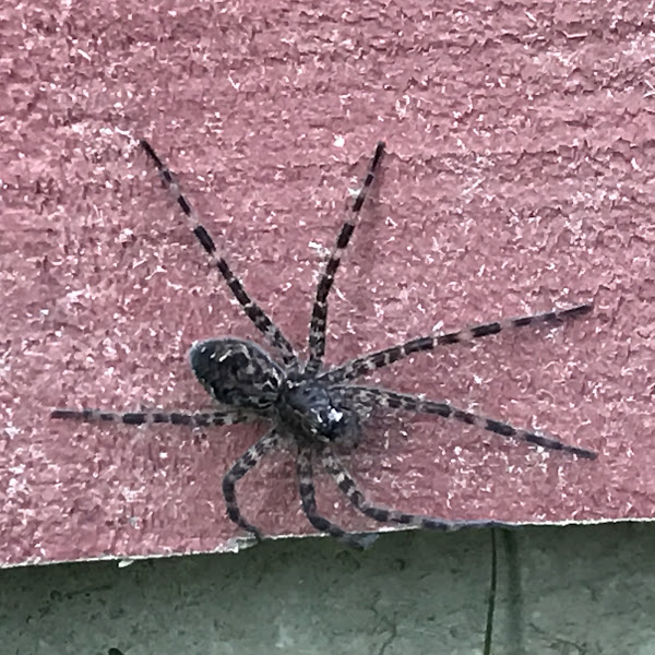 Large wood spider | Project Noah