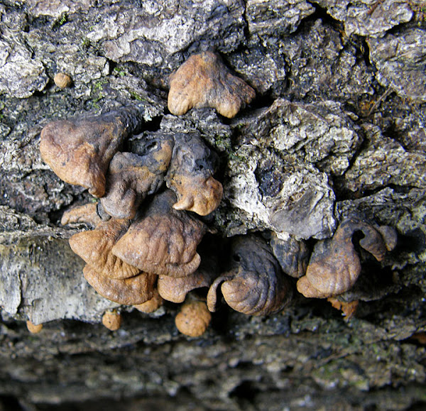 Anthracophyllum lateritium | Project Noah