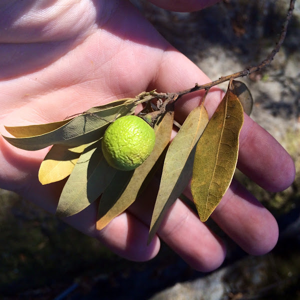 California Bay Laurel | Project Noah