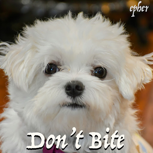 Don't Bite - YouTube Music