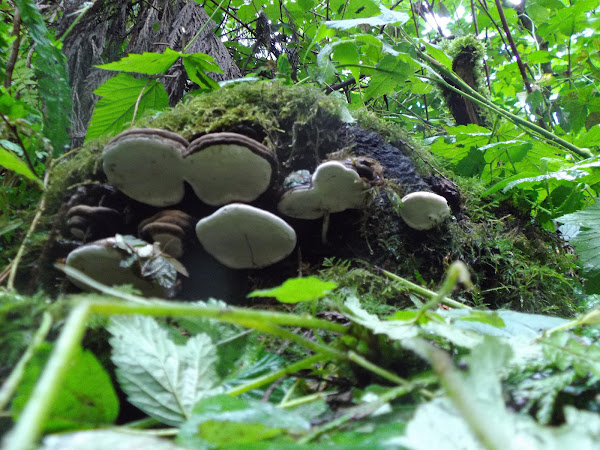 Red-belt Conk | Project Noah