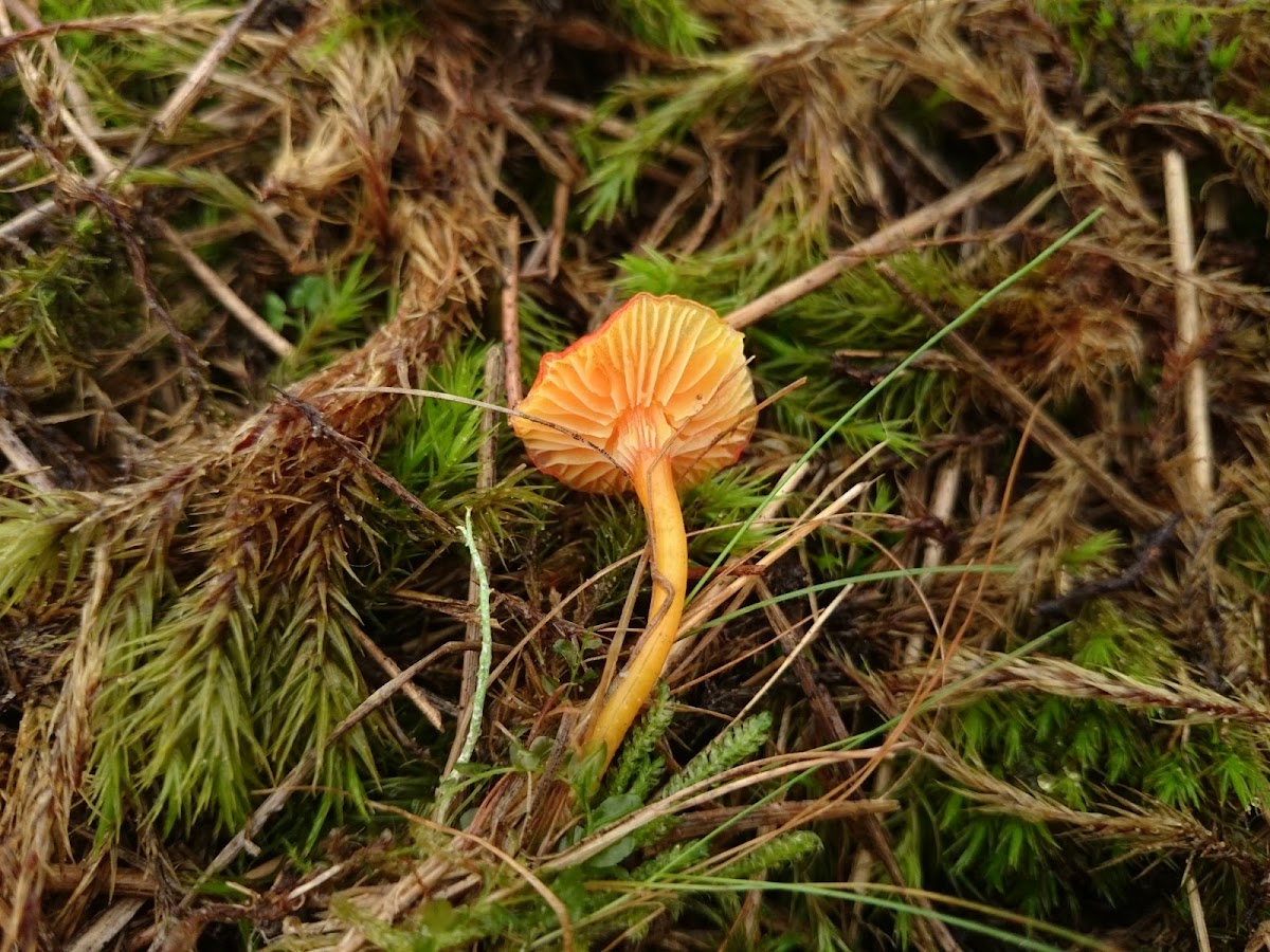 Spangle Waxcap/Kabouterwasplaat | Project Noah