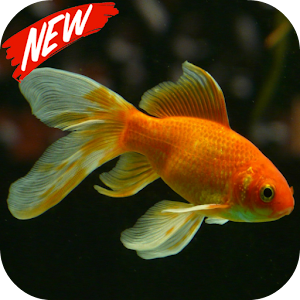 Goldfish - Latest version 1.0 for Android App Entertainment