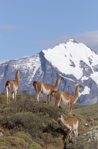 The Cuernos del Paine mountains in Torres del Paine National Park in ...