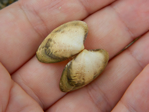 Golden carpet shell | Project Noah