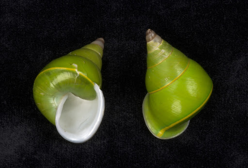 Amazing Shells of the Academy of Natural Sciences of Drexel University ...