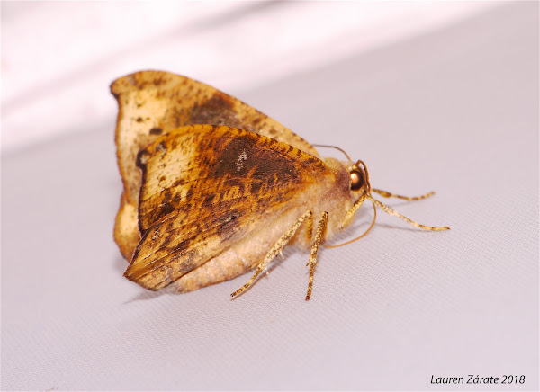 Dead Leaf Moth | Project Noah