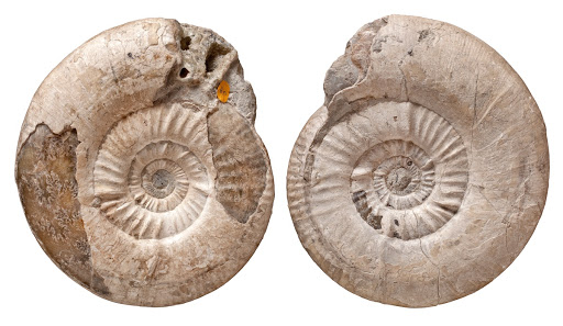 Mary Anning: History's pioneer of palaeontology - The Natural History ...