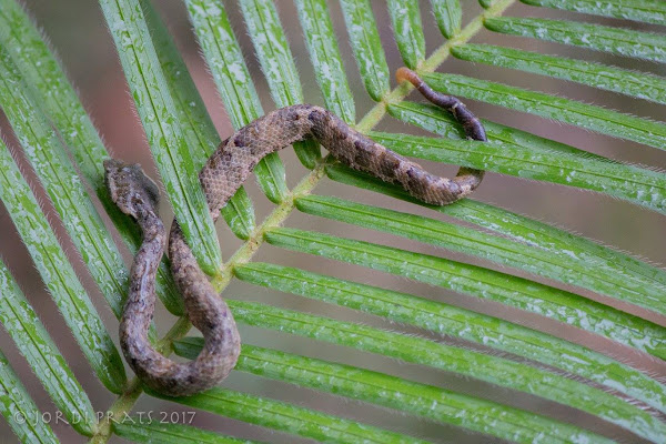 Ashy Pit Viper | Project Noah