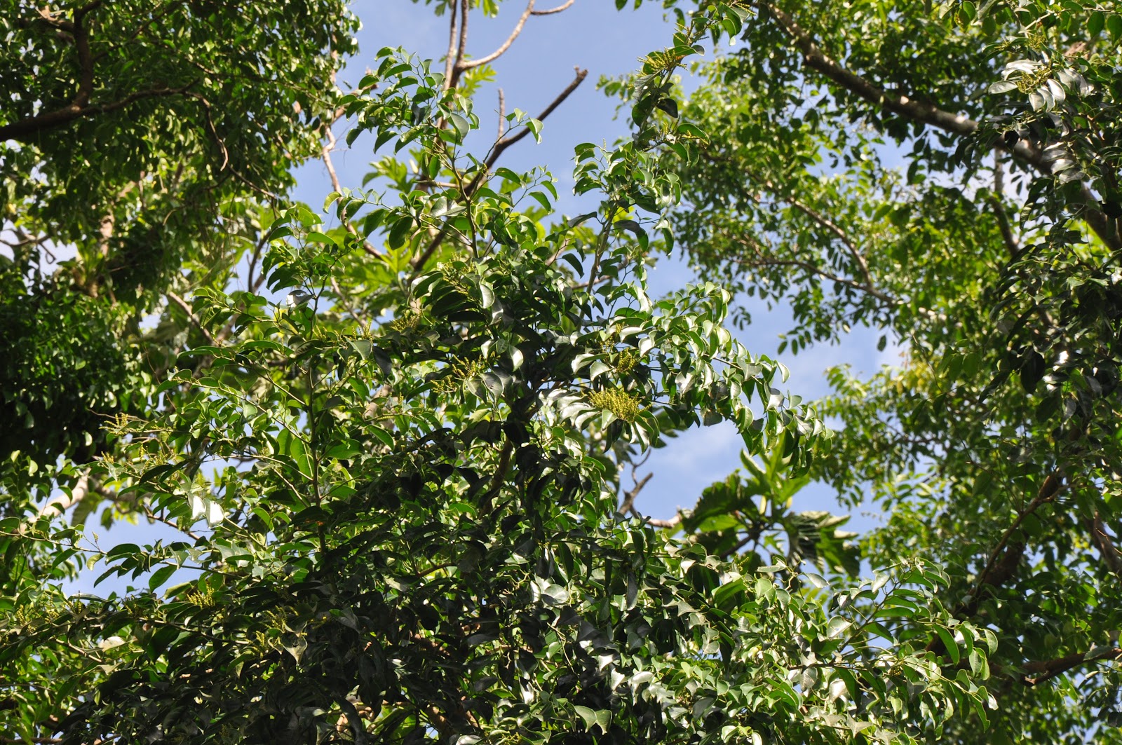 Trees Results - BINHI