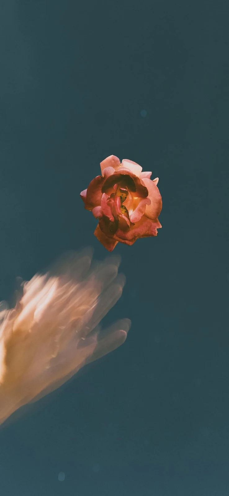 Aesthetic Flower 2K iPhone Wallpaper