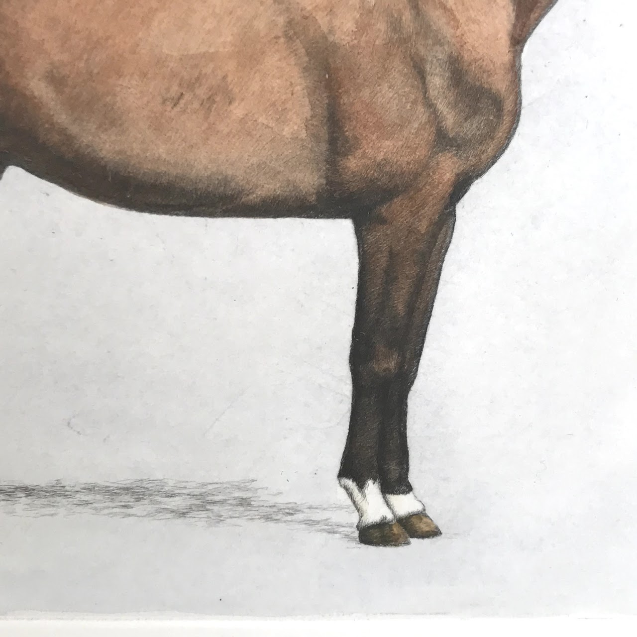 Equine Signed Etching
