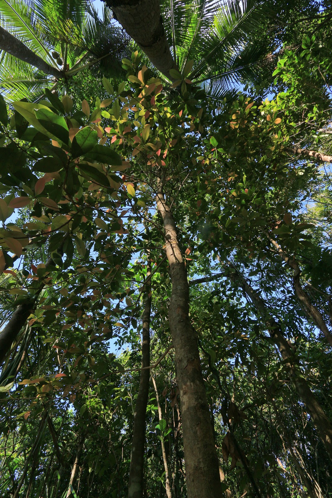 Trees Results - BINHI