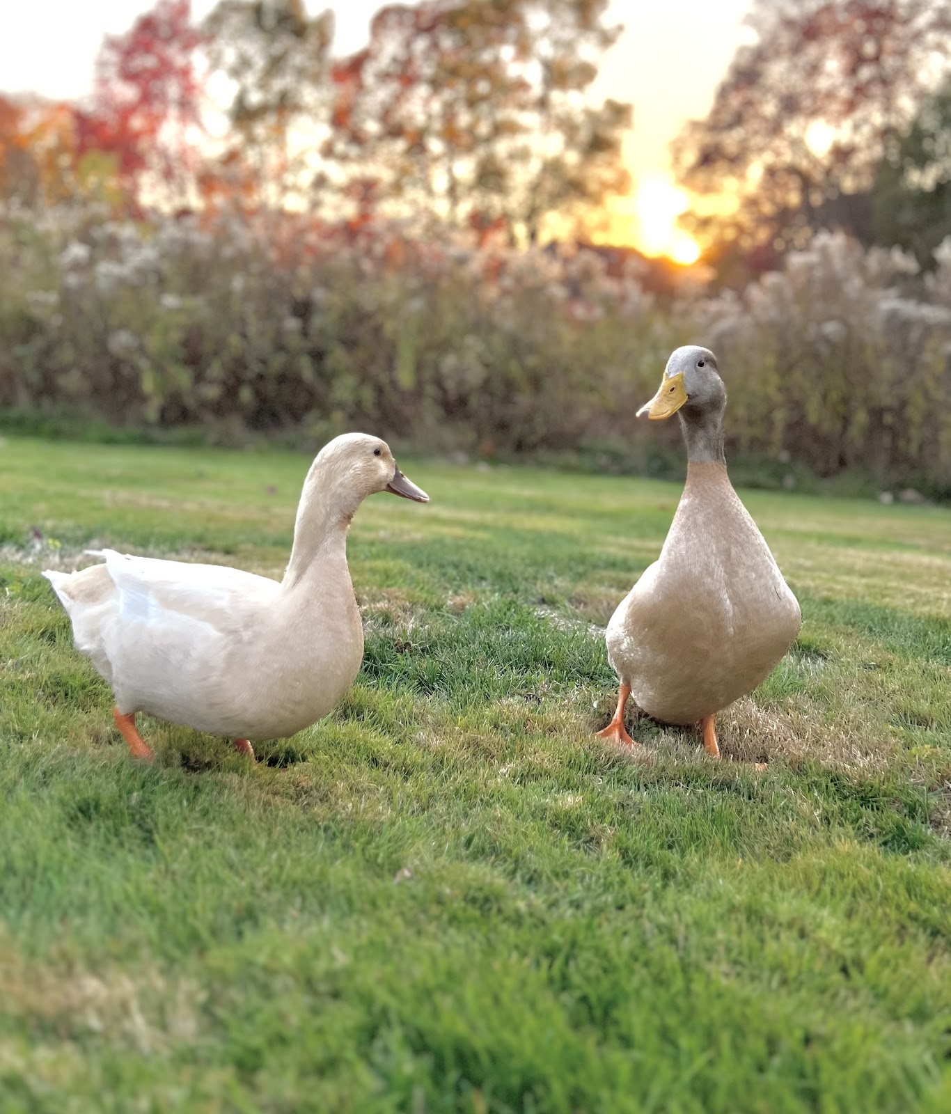 Duck, Goose & Chicken Hatchery | Metzer Farms, California