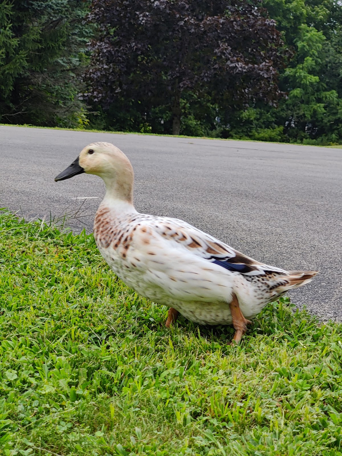 Duck, Goose & Chicken Hatchery | Metzer Farms, California
