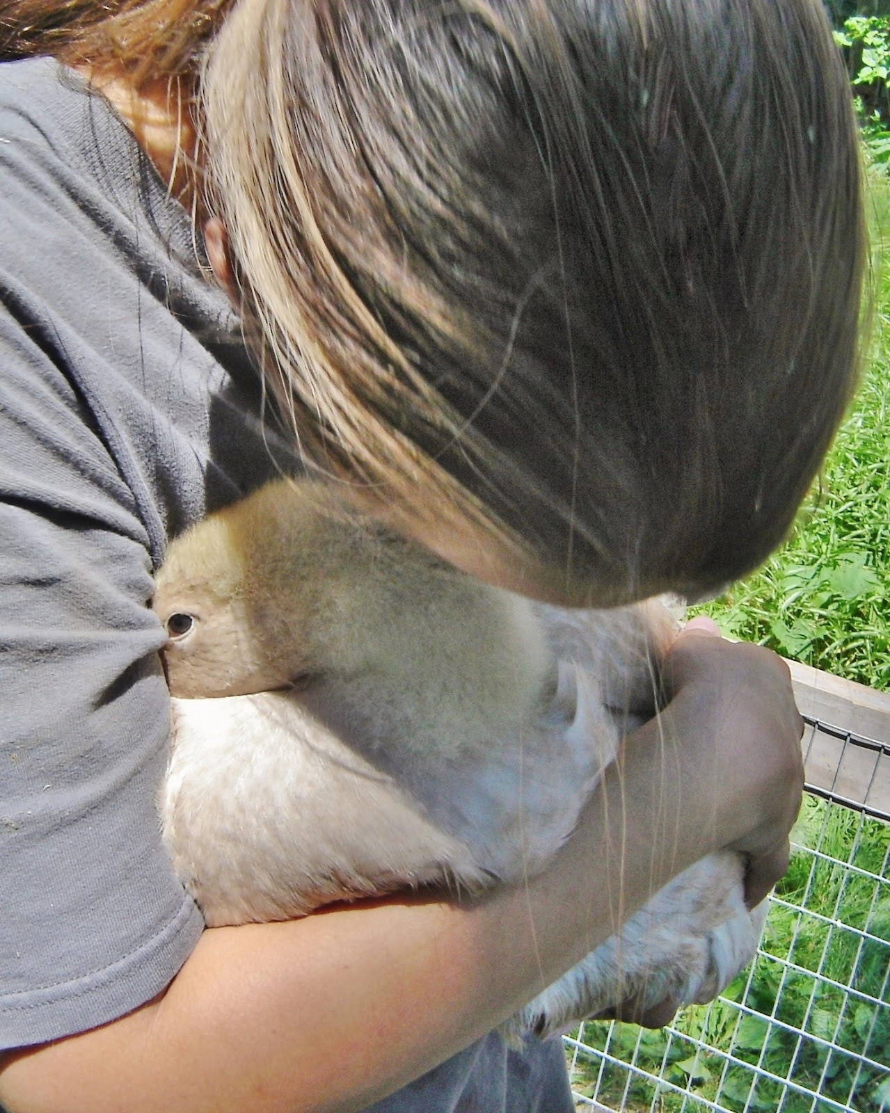 Duck, Goose & Chicken Hatchery | Metzer Farms, California