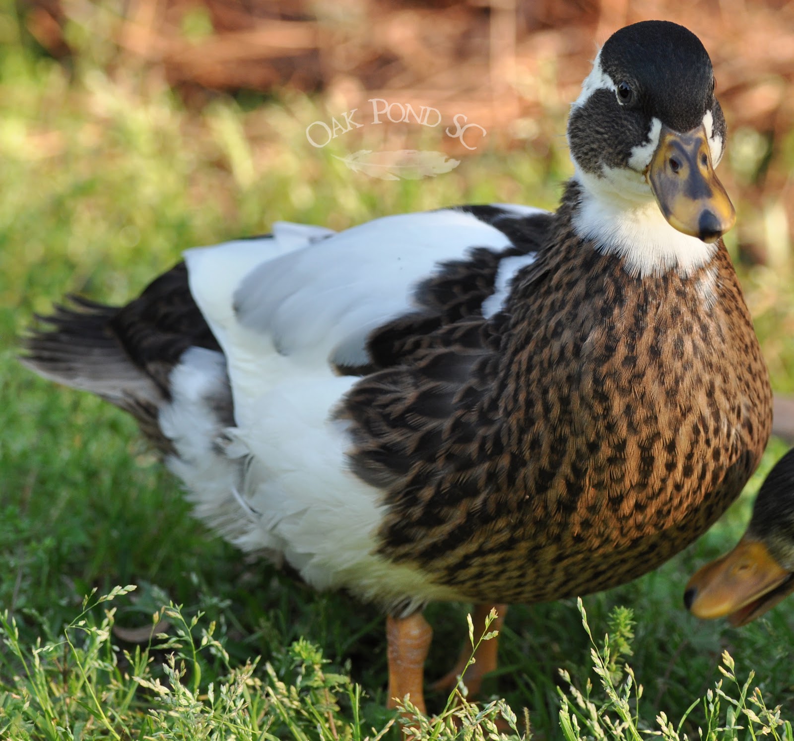 Duck, Goose & Chicken Hatchery | Metzer Farms, California