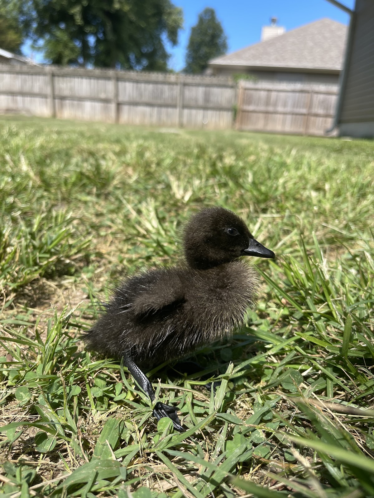 Duck, Goose & Chicken Hatchery | Metzer Farms, California