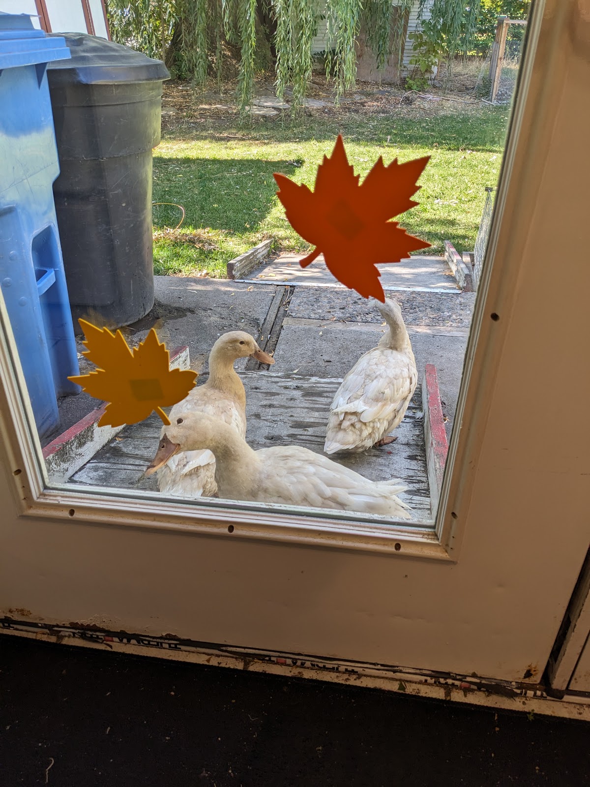 Duck, Goose & Chicken Hatchery | Metzer Farms, California