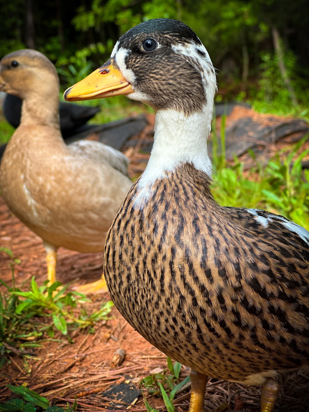 Duck, Goose & Chicken Hatchery | Metzer Farms, California