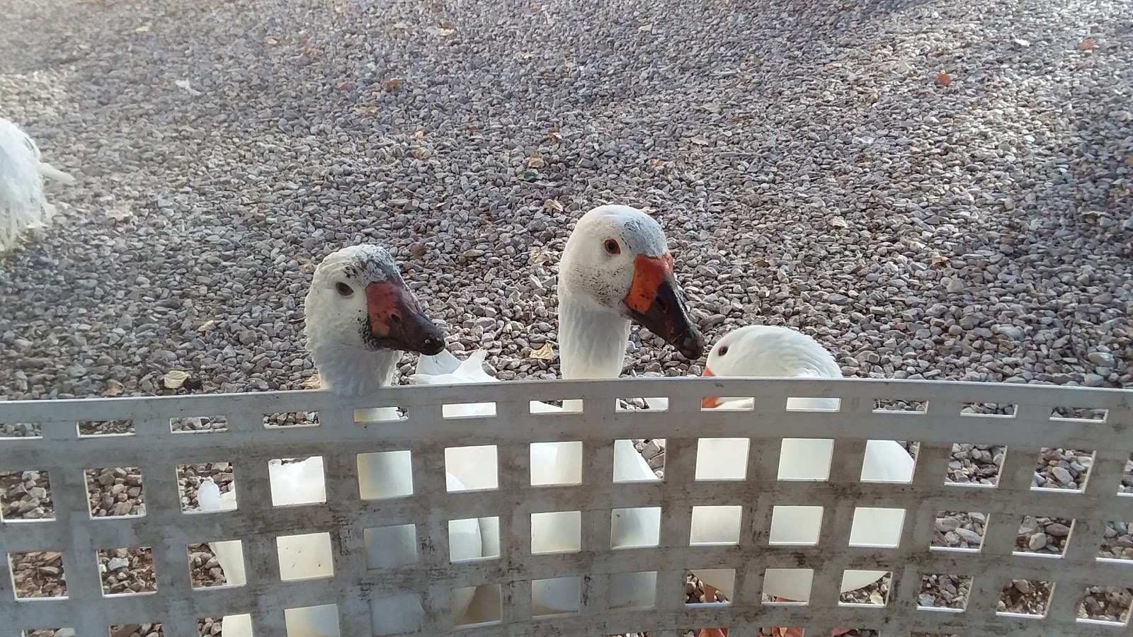 Duck, Goose & Chicken Hatchery | Metzer Farms, California