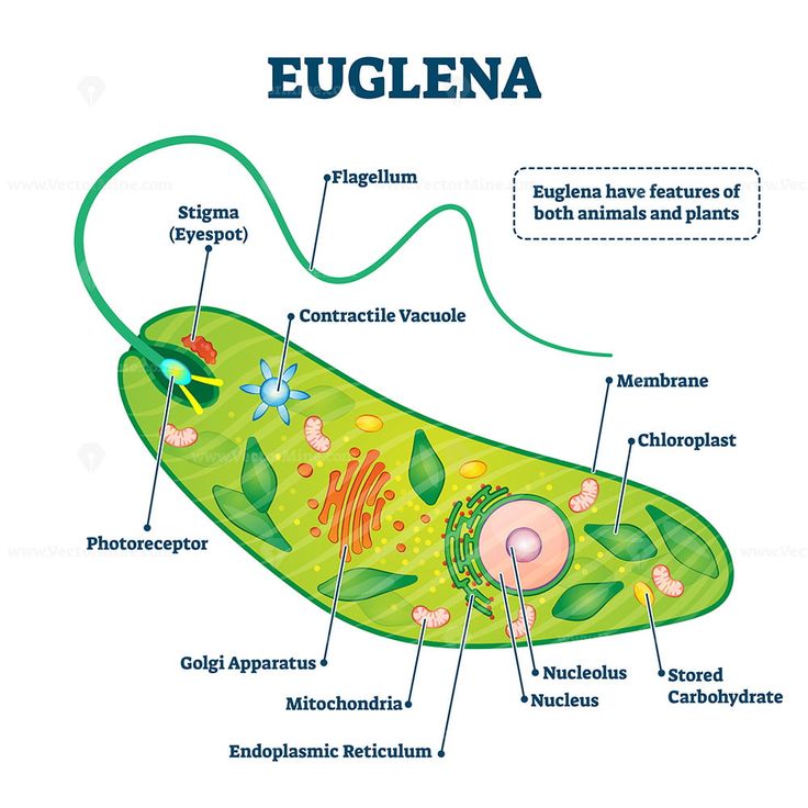 BIO Unit 1 | The Variety of living organism | P-30/31 Solution