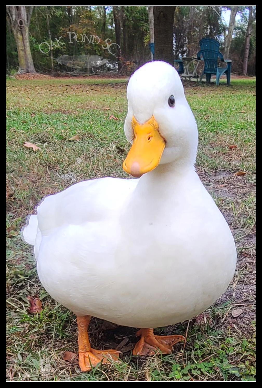 Duck, Goose & Chicken Hatchery | Metzer Farms, California
